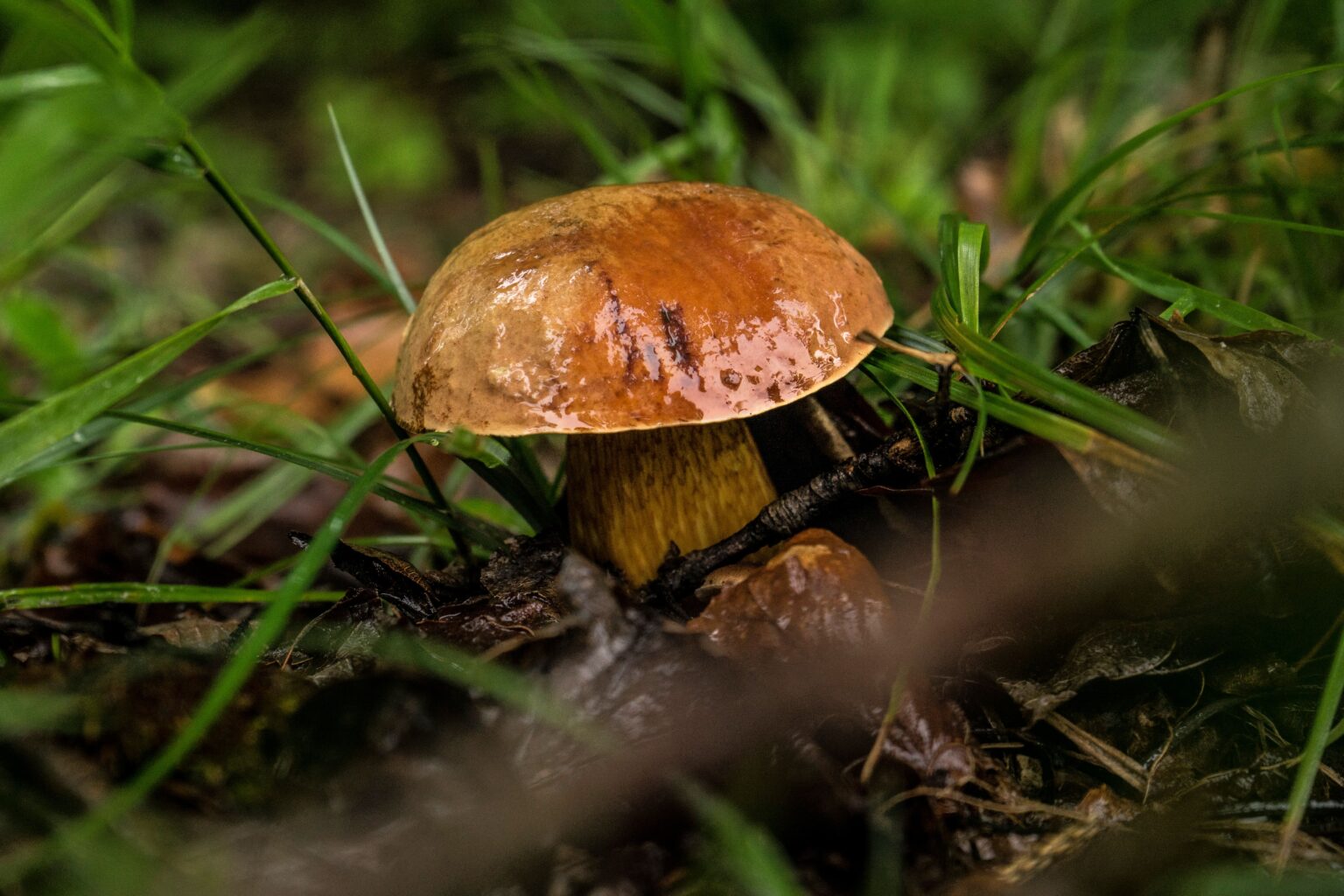 Comment reconnaître un faux cèpe ? - ENCD